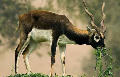 Insects Archives - Pakistan Wildlife