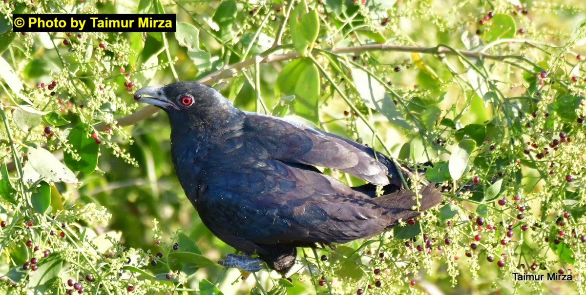Asian Koel Enjoying Ripe Berries of Peelu Tree. - Pakistan Wildlife